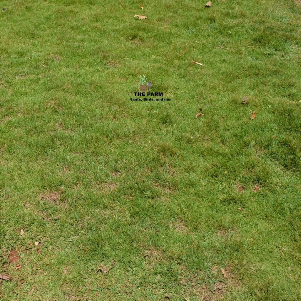 Arabian Grass - The Farm Kenya